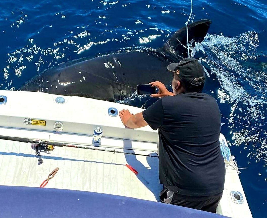 2EC Mornings / Trapman Bermagui on the 5m Great White Shark spotted by ...