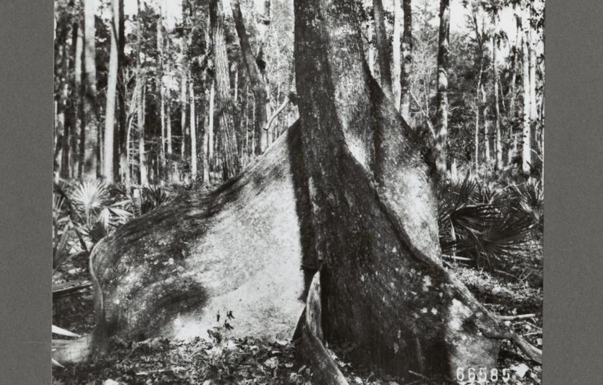 The John Batchelor Show / Holly Fretwell #Unbound. National Forests ...