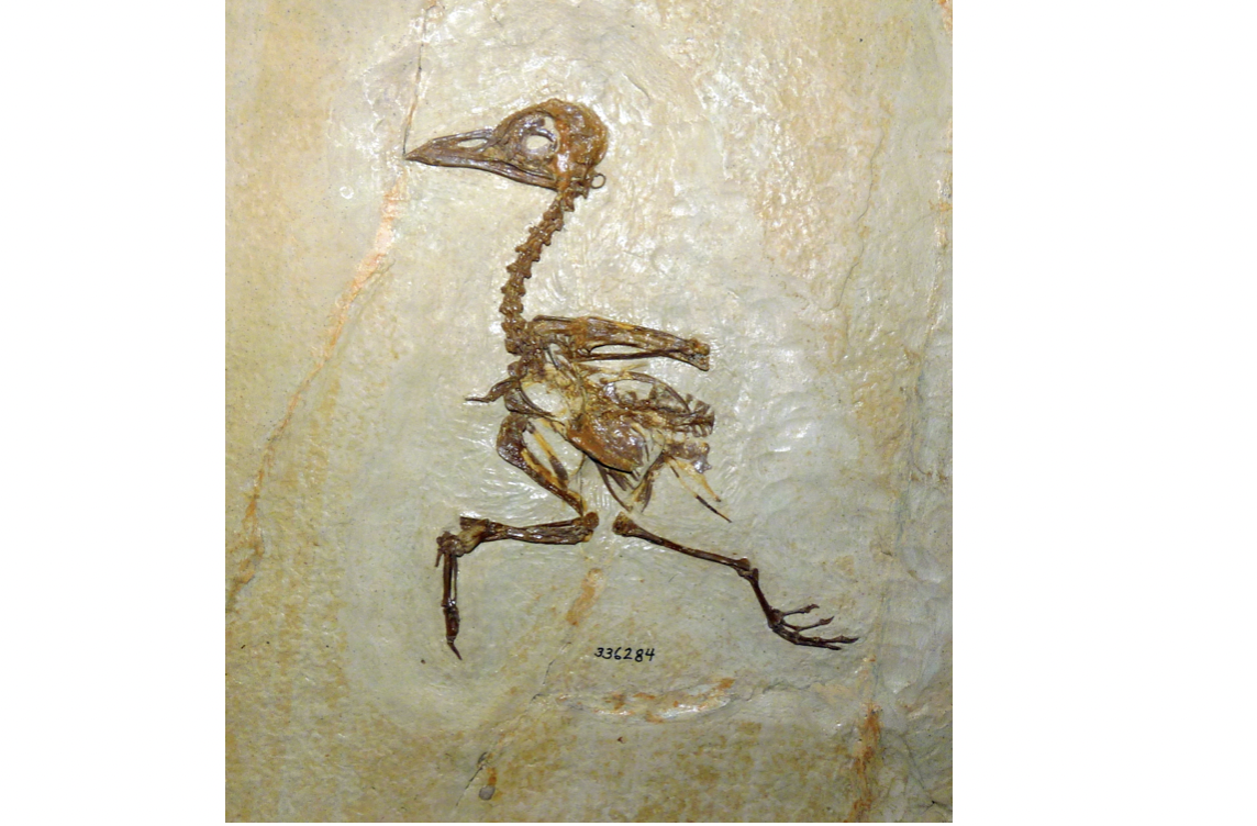 The John Batchelor Show / 2/8: Otherlands: A Journey Through Earth's ...