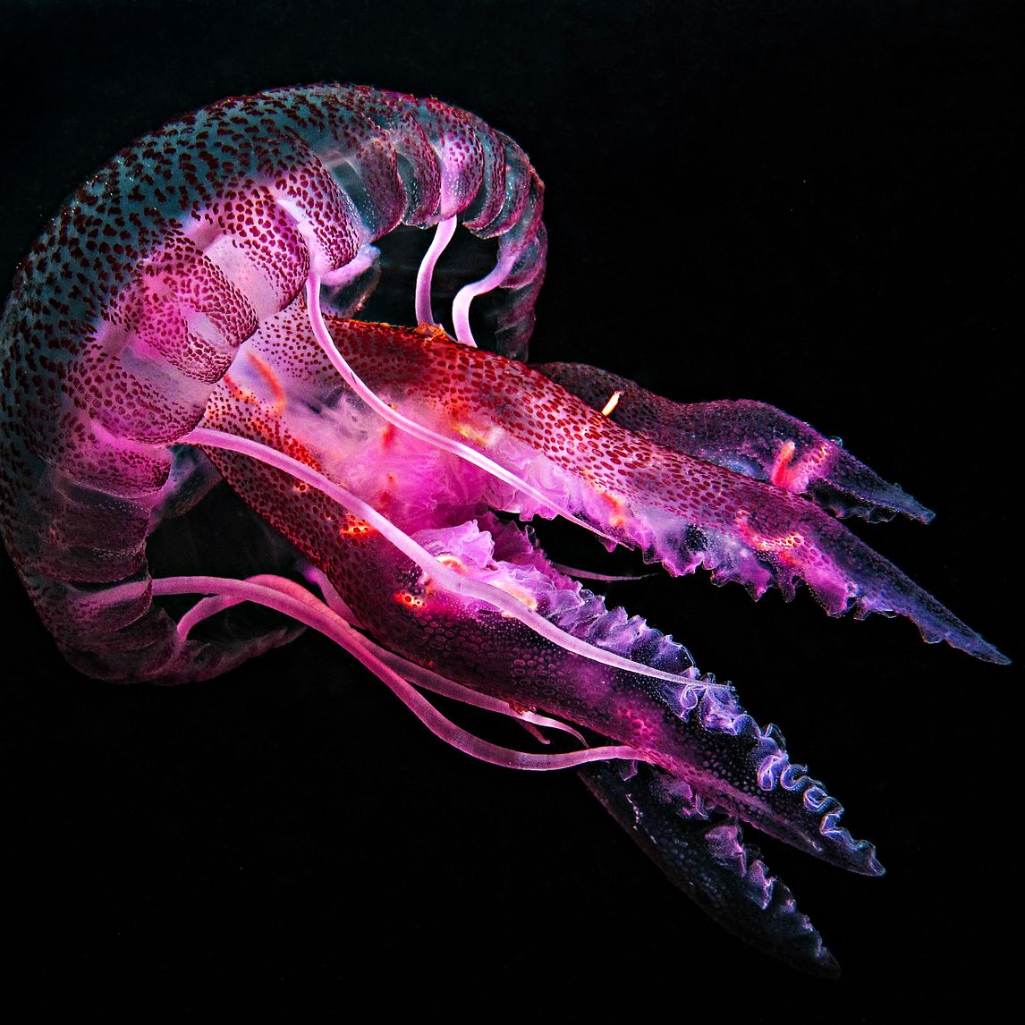 The Anna & Raven Show / A Reading From The Diary Of Anna Zap: The Vacation