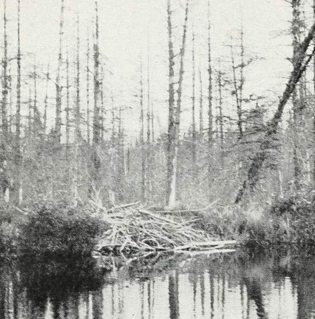 The John Batchelor Show / 2/4: The Man Who Planted Trees: A Story of ...