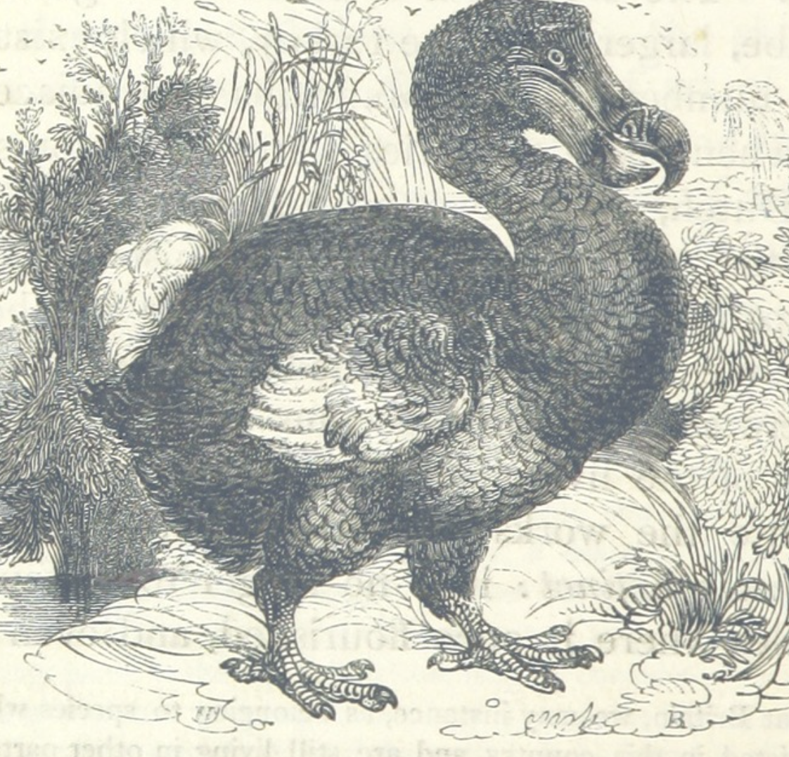 The John Batchelor Show / JOY OF SPRING AIR: 3/8:Ten Birds That Changed ...