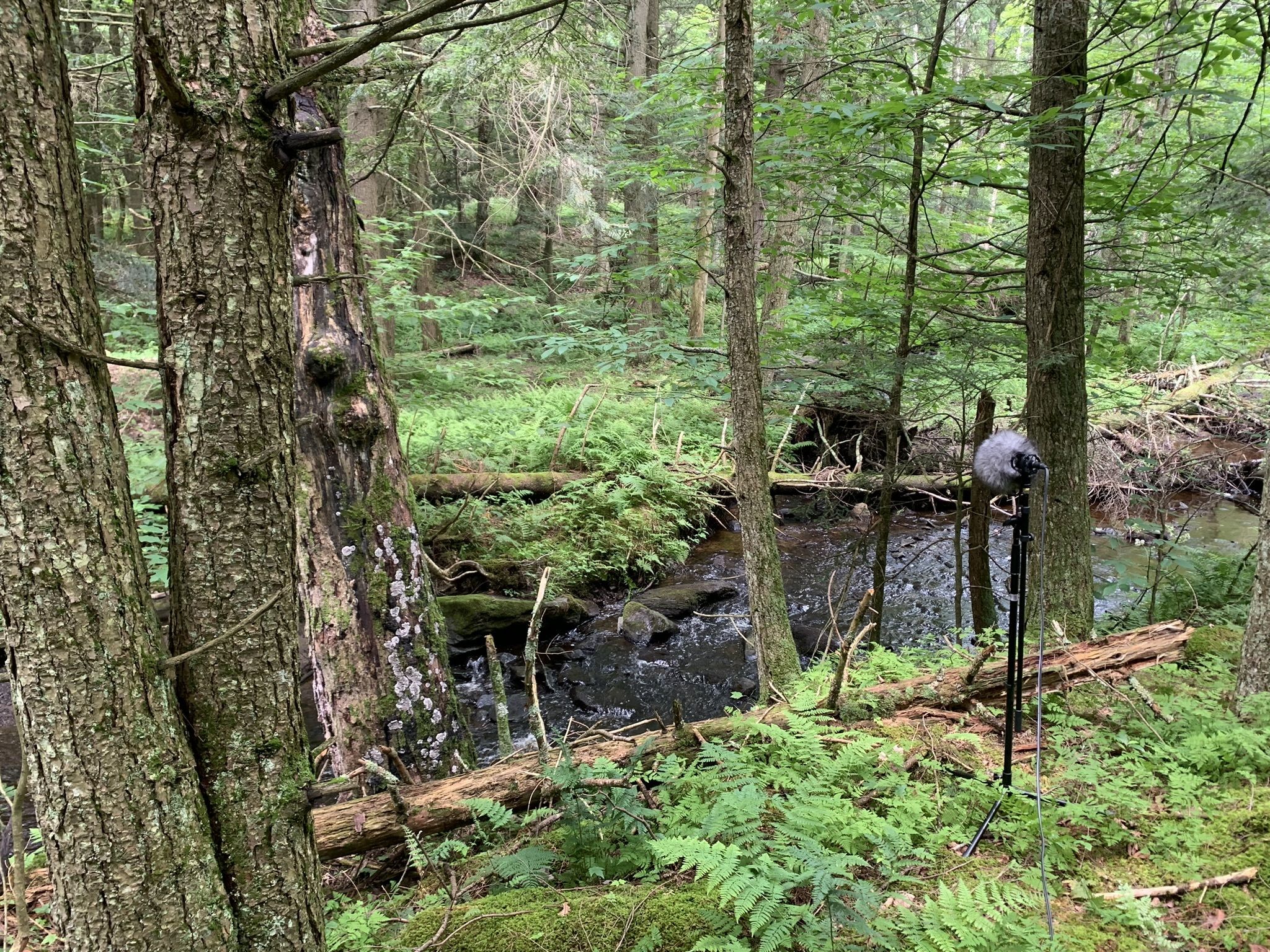 When birds do sing – Cities and Memory - remixing the world – Podcast – Podtail