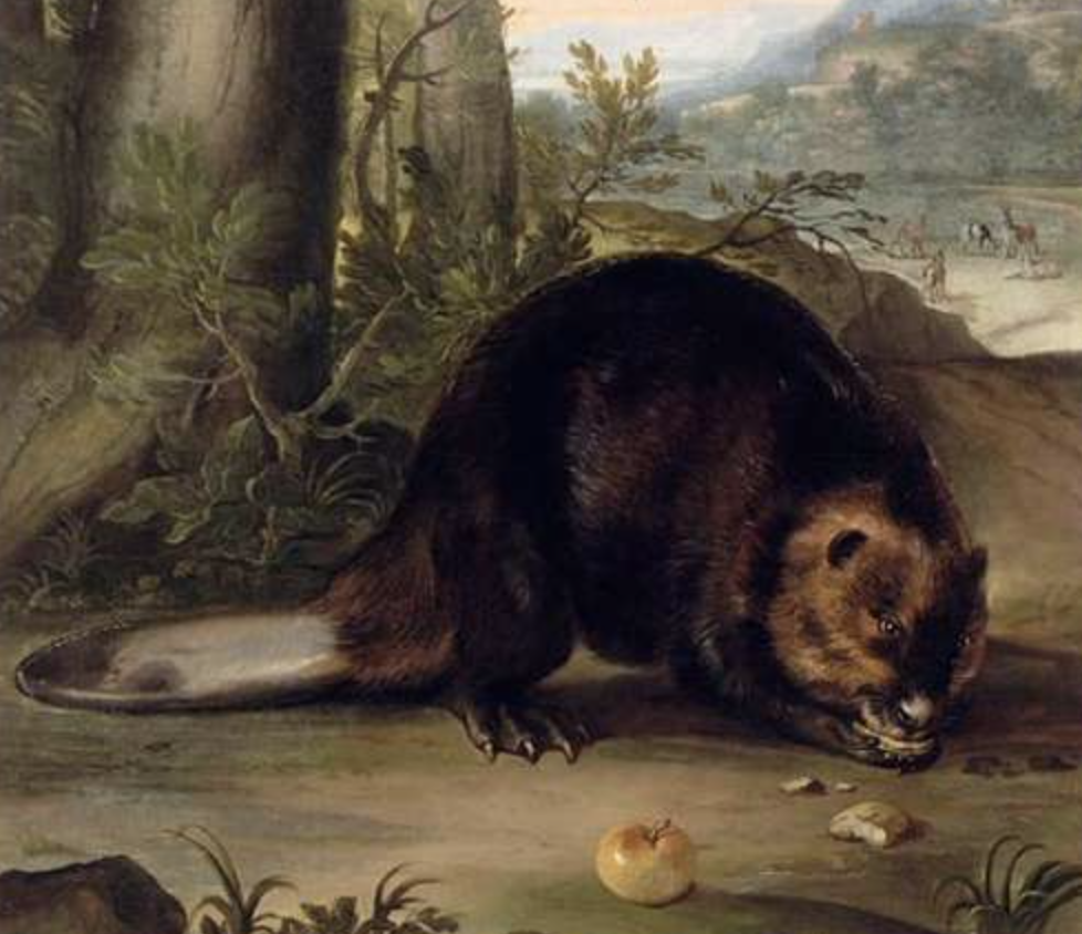 The John Batchelor Show / ARE BEAVERS THE HEROES OF NORTH AMERICA? 4/8 ...