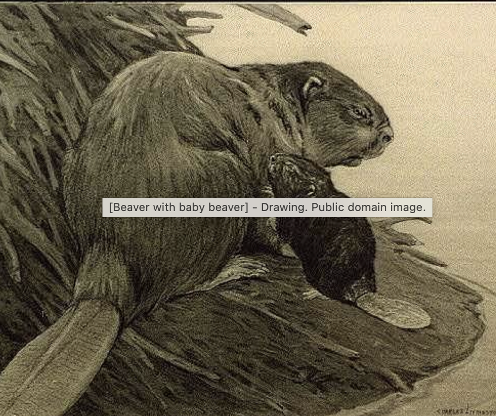 The John Batchelor Show / 6/8: LEGEND OF THE GREAT BEAVER: Beaverland ...