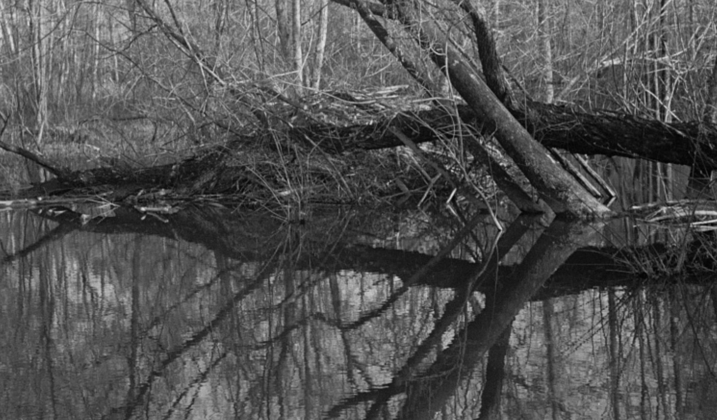 The John Batchelor Show / 7/8: LEGEND OF THE GREAT BEAVER: Beaverland ...