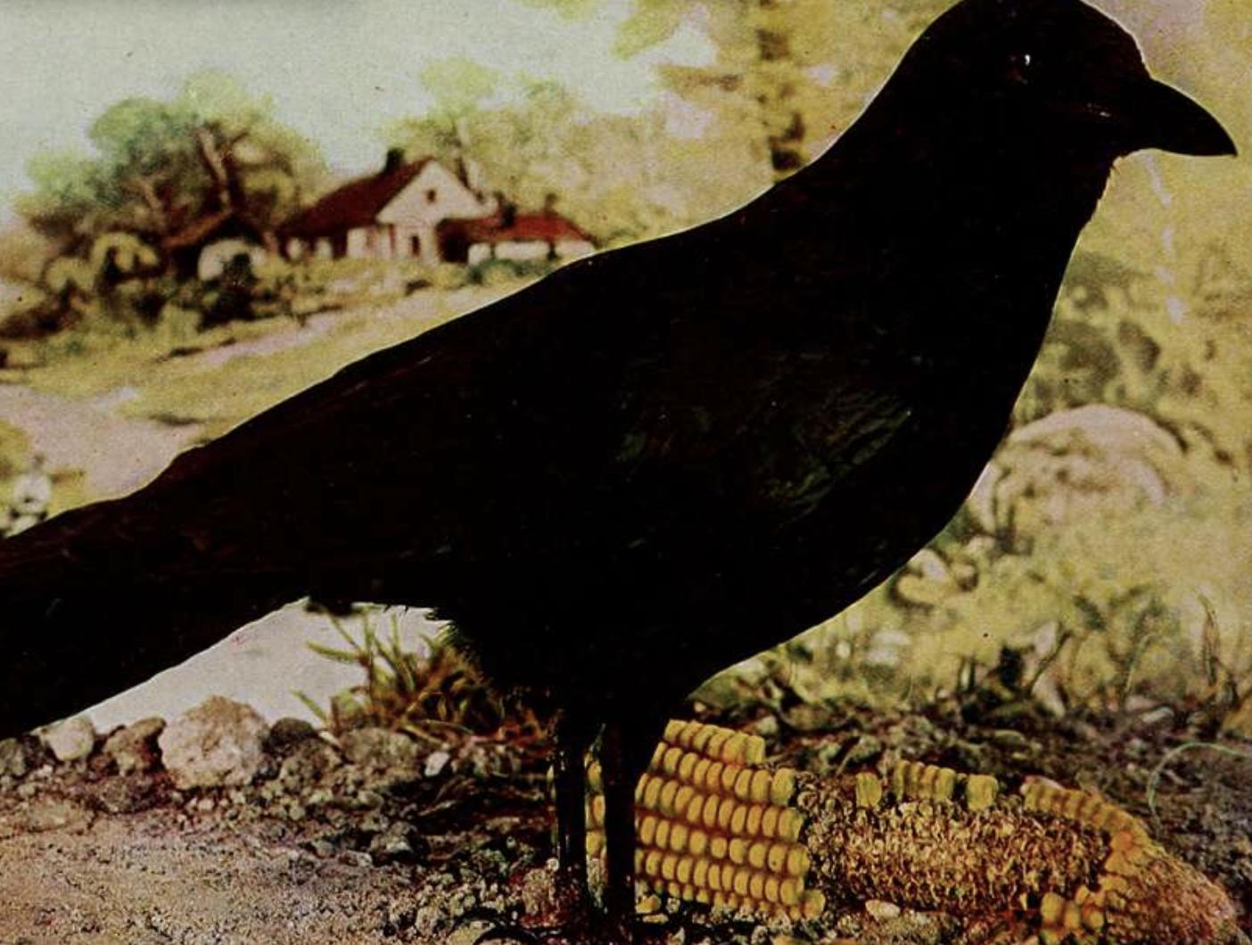 The John Batchelor Show / #OZWATCH: TOO CHILLY FOR MAGPIES AND CROWS ...