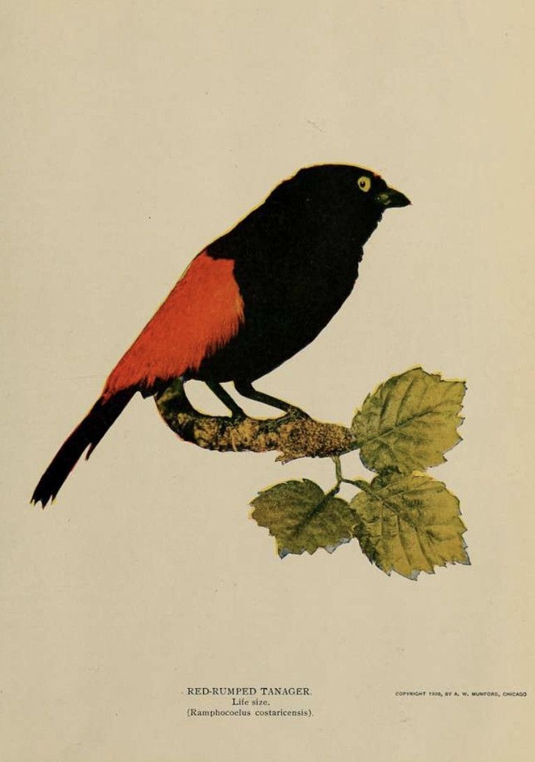 The John Batchelor Show / 3. Darwin's Finches, Evolution, and Avian ...