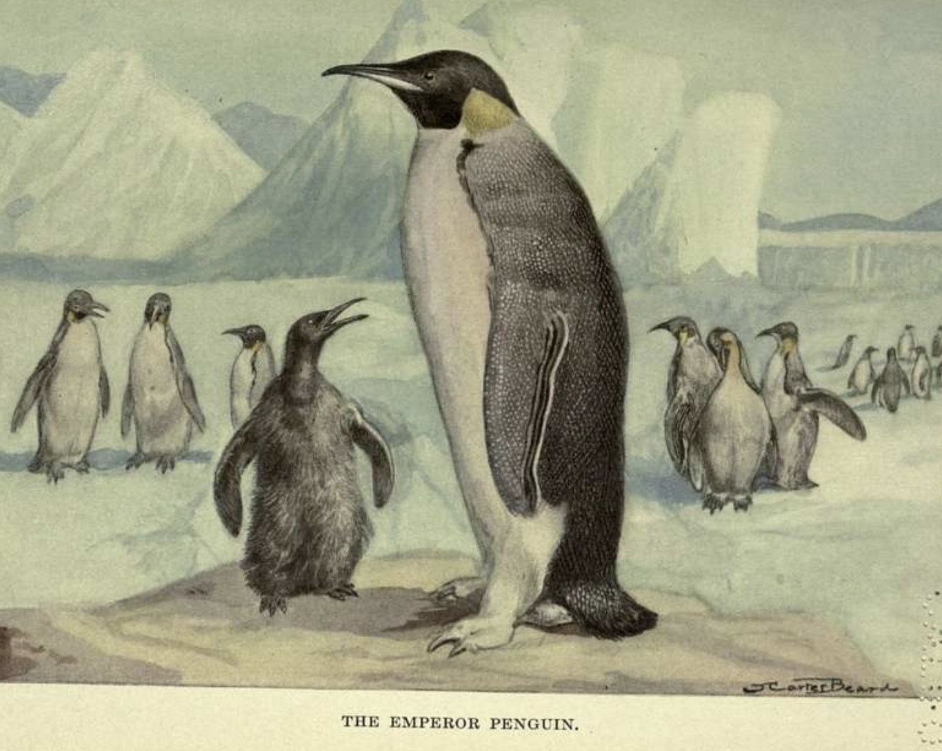 The John Batchelor Show / 7/8. The Snowy Egret, The Emperor Penguin ...